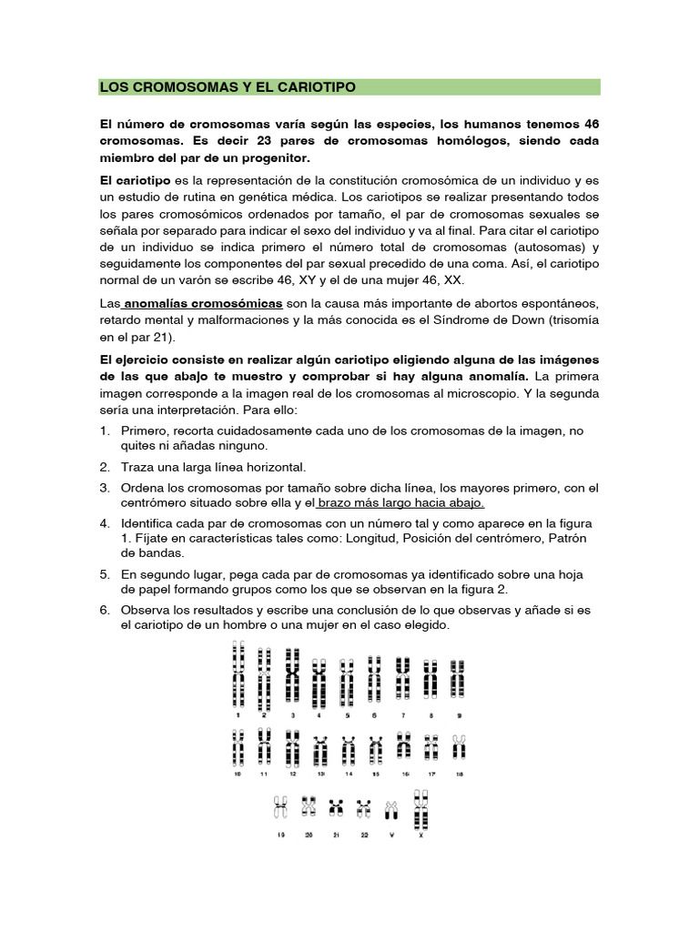 Los Cromosomas y El Cariotipo | PDF