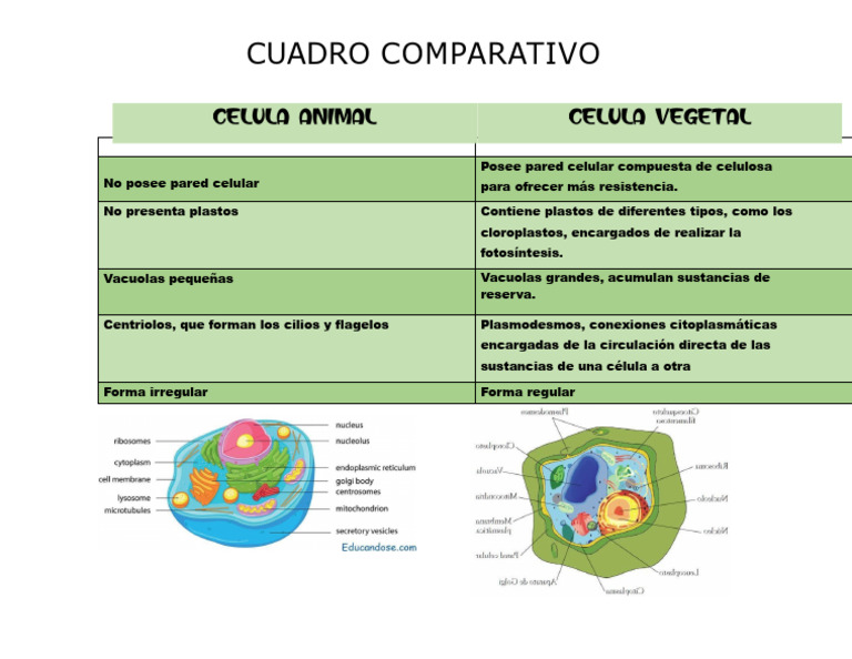 Cuadro Comparativo Celula Animal y Vegetal 15 | PDF