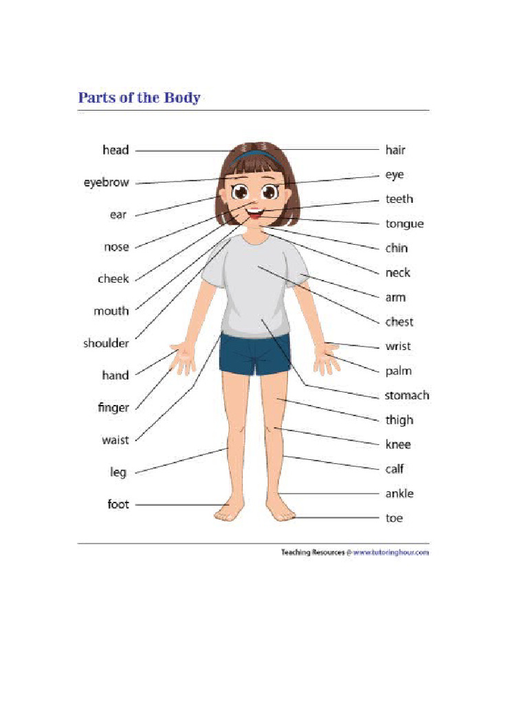 Body Parts | PDF