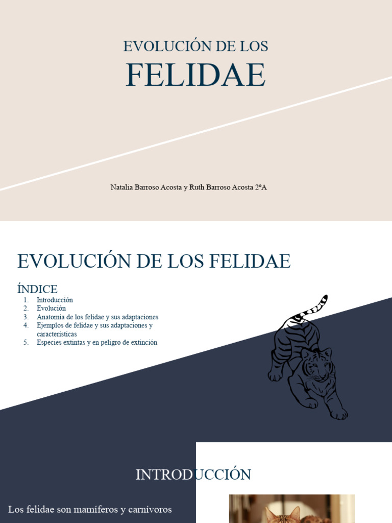 Evolución y Adaptaciones de los Felidae | PDF | Ciencia y matemáticas