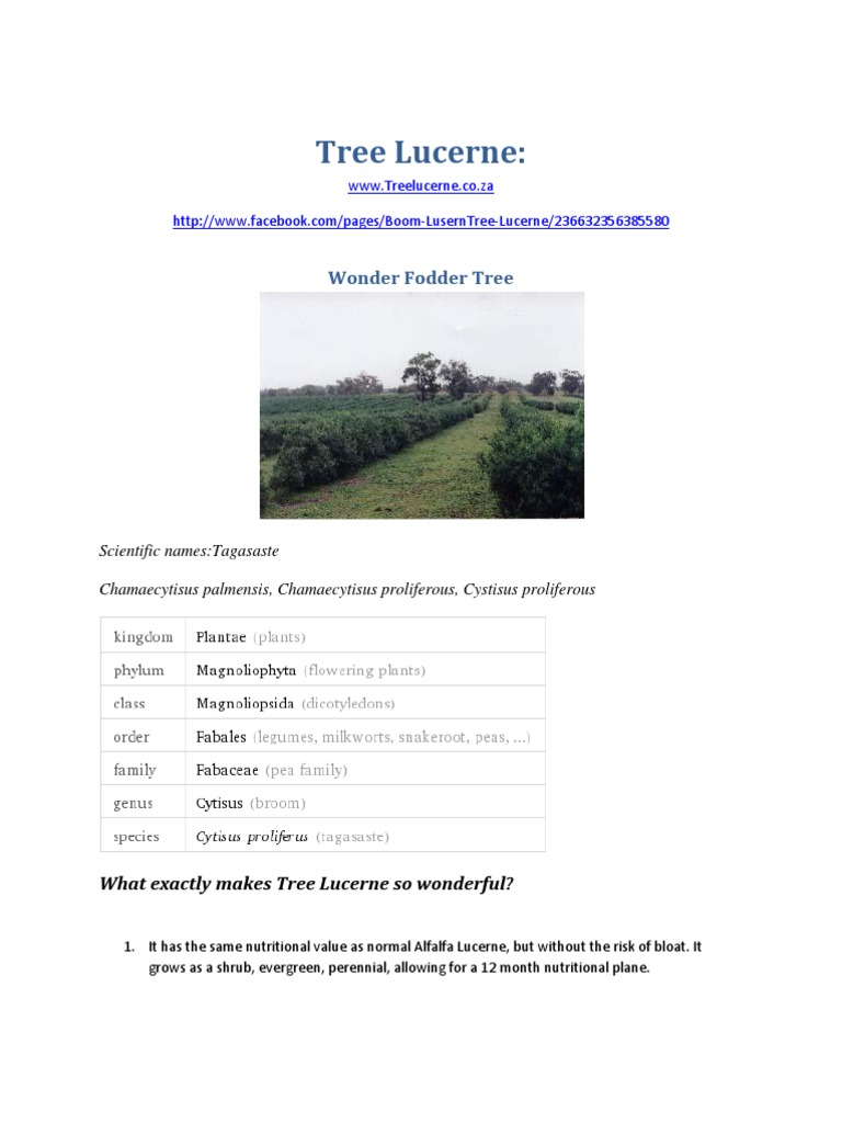 Profitable Tree Lucerne Cultivation Guide | PDF | Alfalfa | Natural ...