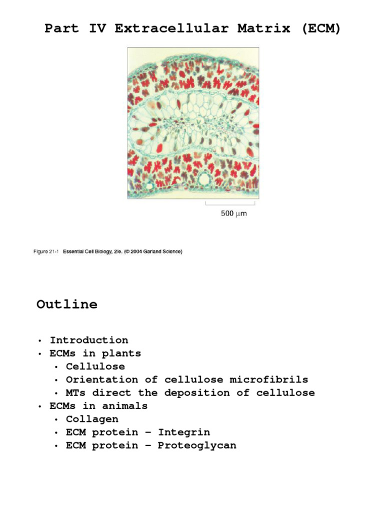 Extracellular Matrix | PDF | Science & Mathematics