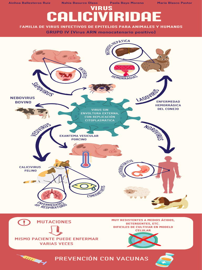 Calicivirus: Características y Transmisión | PDF | Virus | Epidemiología
