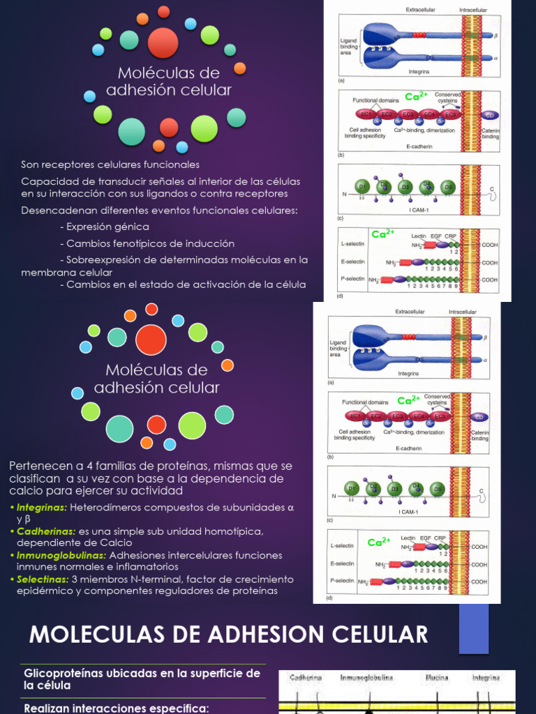 Moleculas de Adhesion Celular | PDF | Integrina | Biología Celular