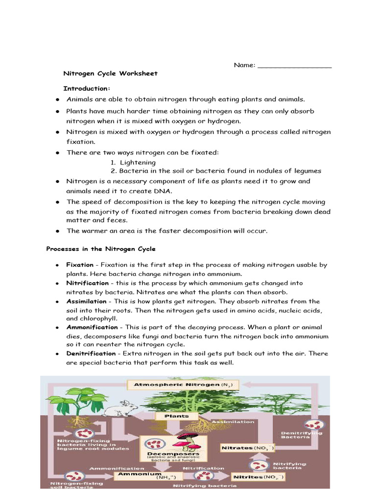 Nitrogen Cycle Worksheet | PDF