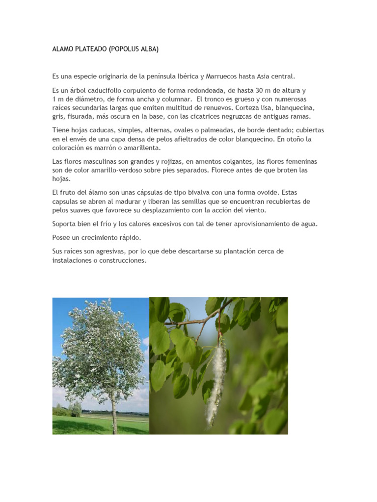 Alamo Plateado | PDF