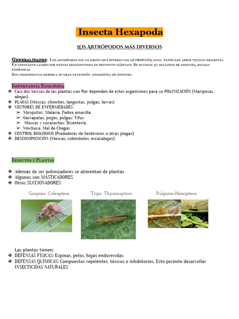 Insecta Hexapoda | PDF | Insectos | Mosca