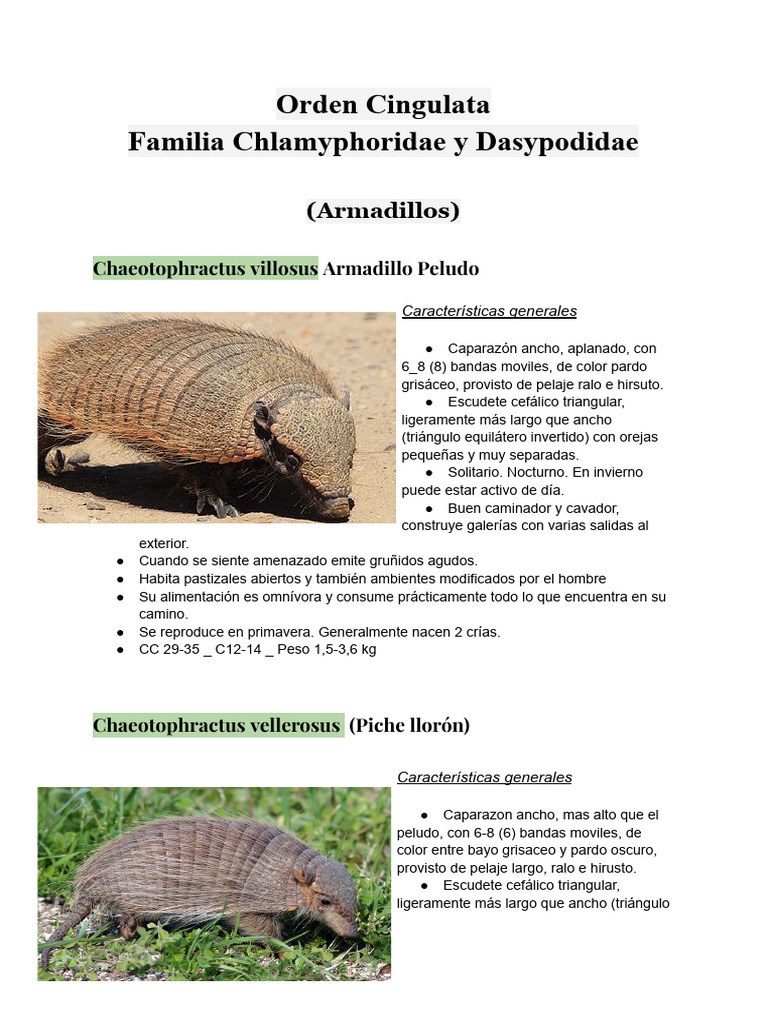 Orden Cingulata Familia Chlamyphoridae y Dasypodidae Armadillos | PDF