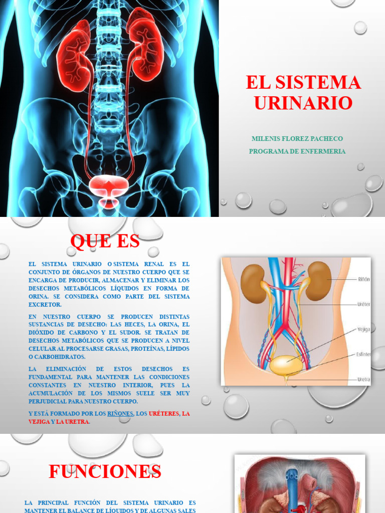 El Sistema Urinario | PDF | Sistema urinario | Riñón