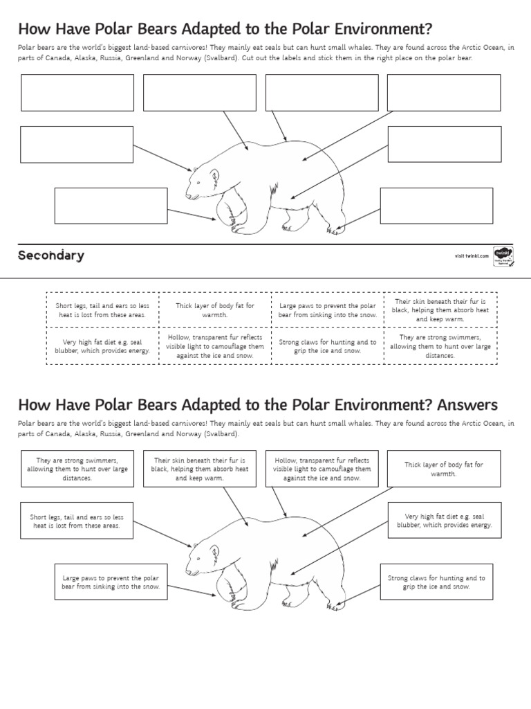 Polar Bear Adaptations Activity Sheet | Download Free PDF | Polar Bear ...