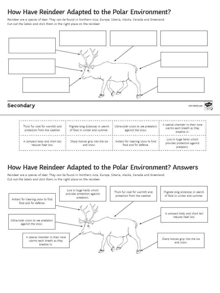 Reindeer Adaptations Activity Sheet | PDF | Reindeer | Deer