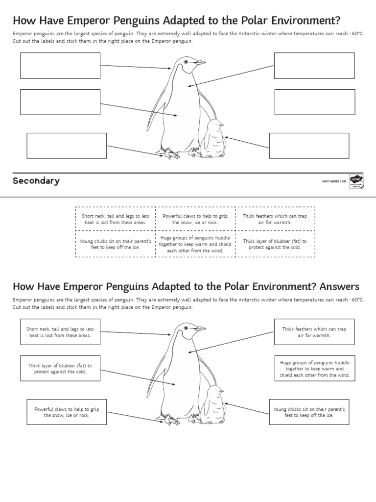 Emperor Penguin Adaptations Activity Sheet | PDF | Penguin | Ornithology