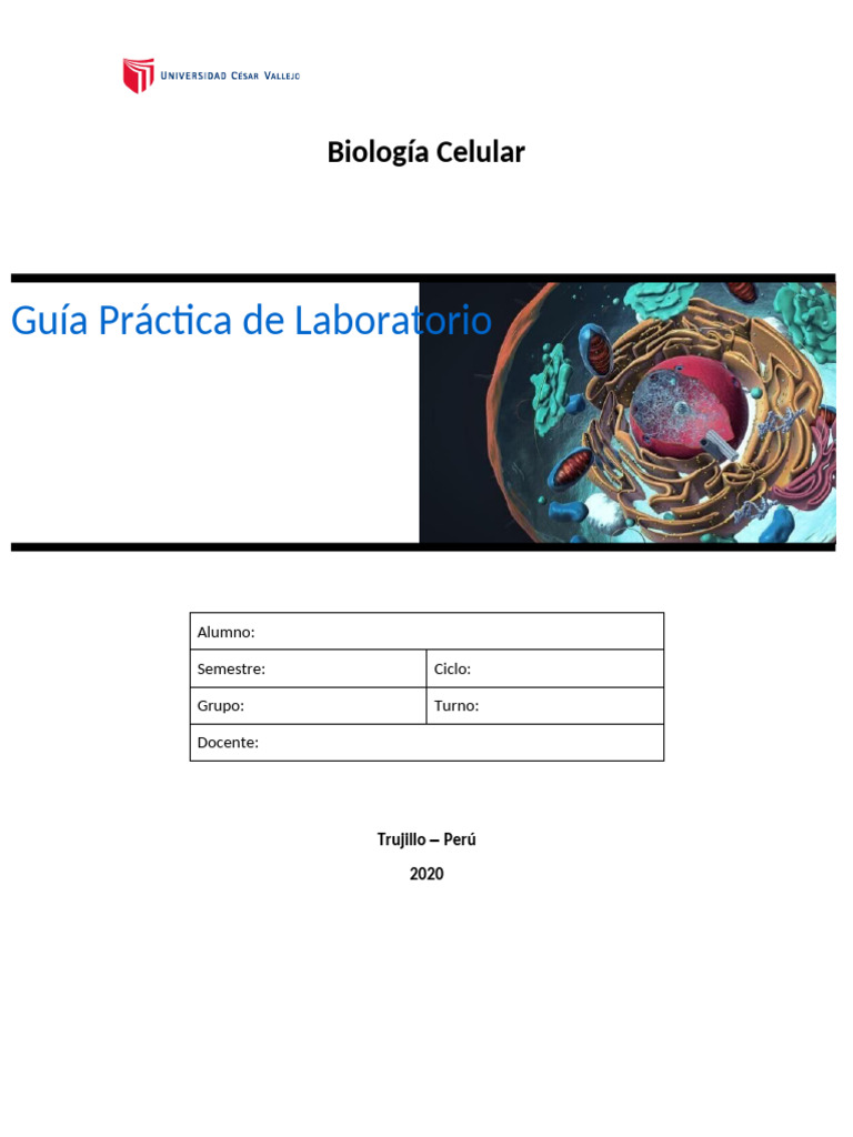 Guía Práctica Lab. Sem 09. Núcleo-Cromatina Sexual-Cariotipo | PDF | Respiración celular ...