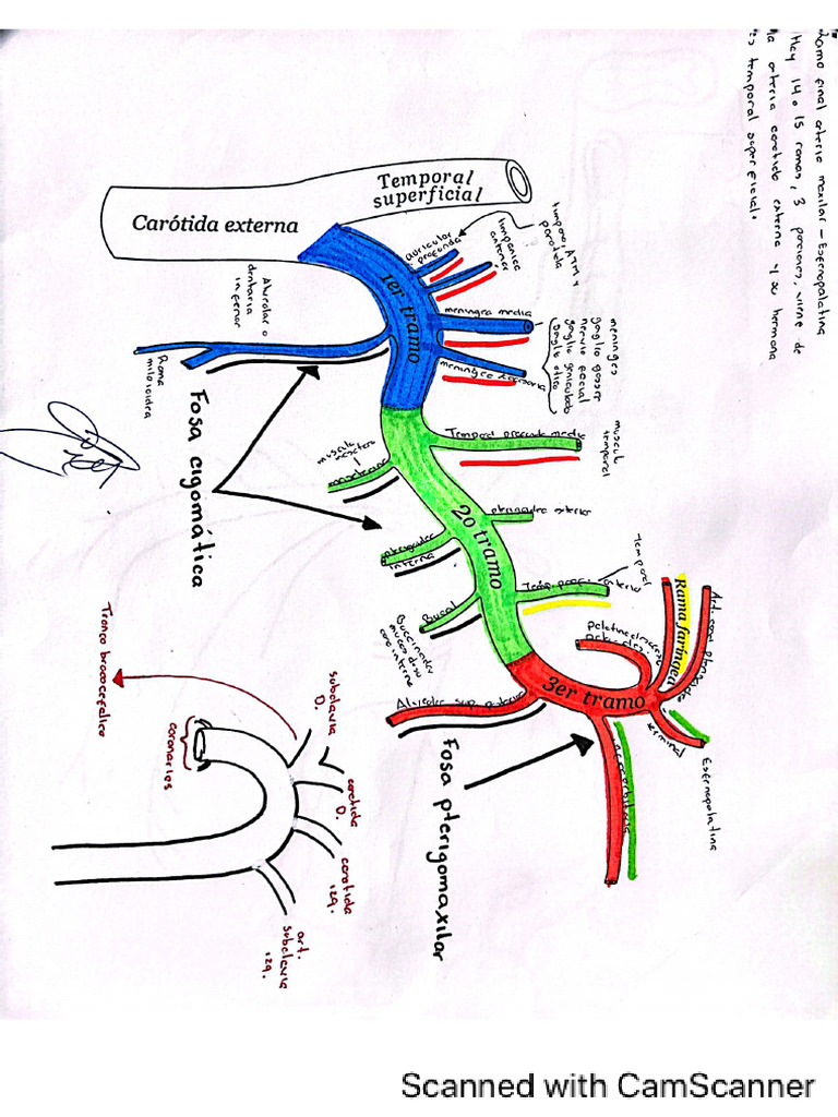 Arteria Maxilar | PDF