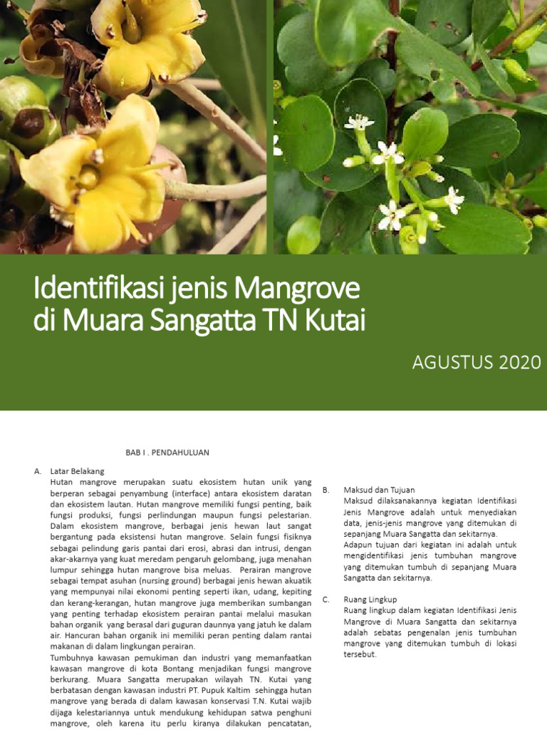 Identifikasi Jenis Mangrove Muara Sangatta | PDF | Griya & Taman ...