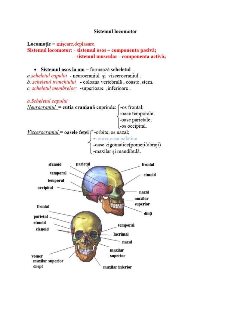3-Sistem Locomotor | PDF