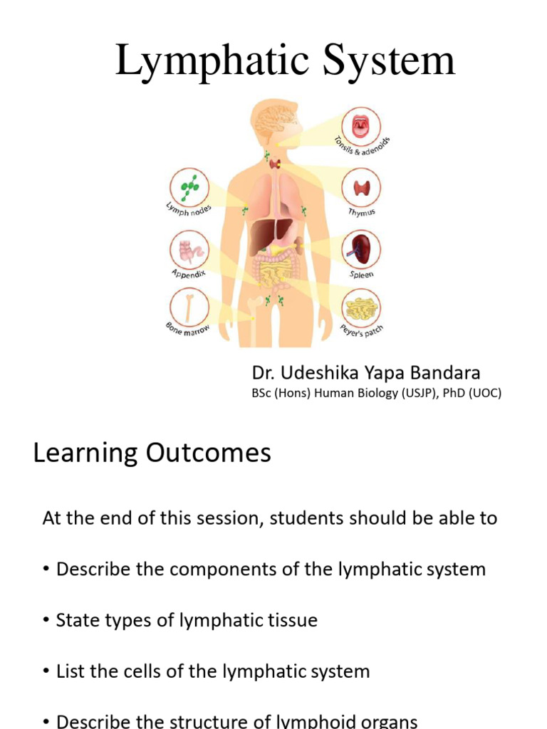 4 - Lymphatic System | PDF | Lymph | Lymphatic System