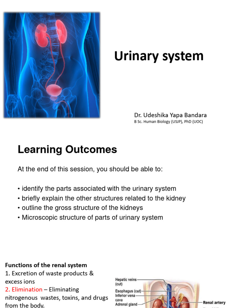 1 - Urinary System | PDF