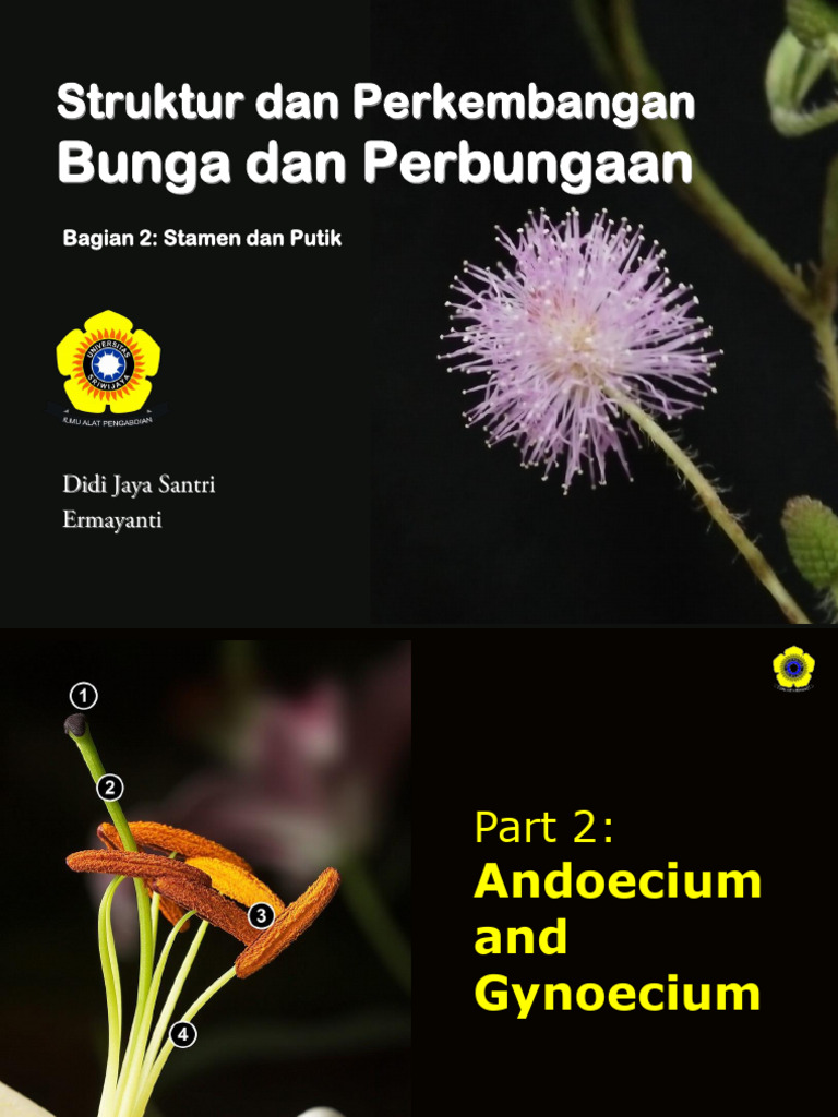 Struktur dan Perkembangan Stamen Bunga | PDF | Branches Of Botany ...