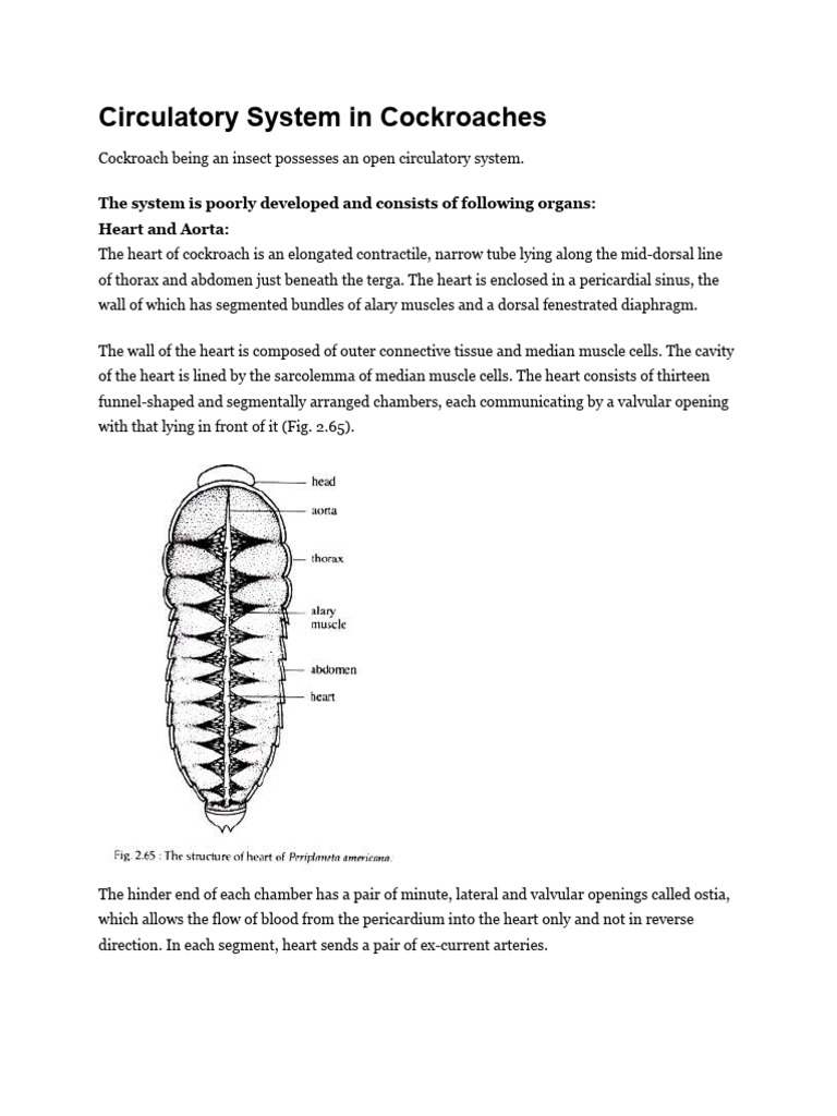 Circulatory System in Cockroaches | PDF | Heart | Aorta
