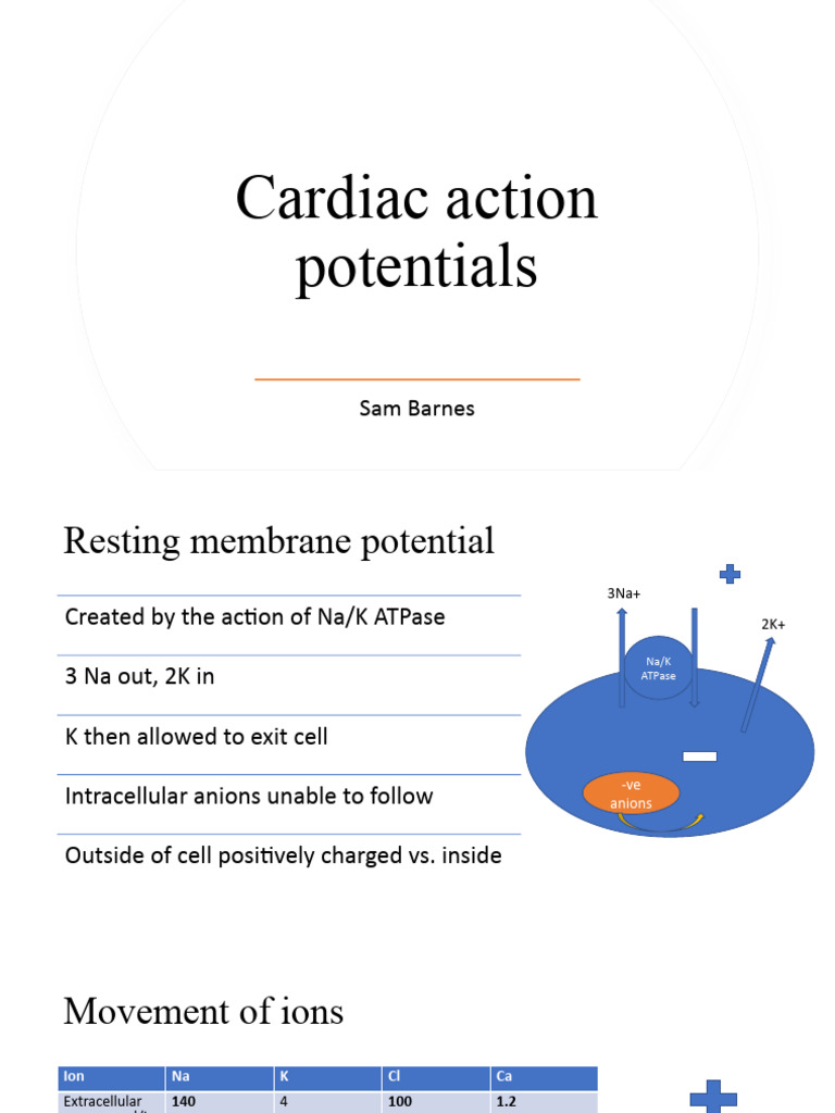 Cardiac Action Potentials | PDF