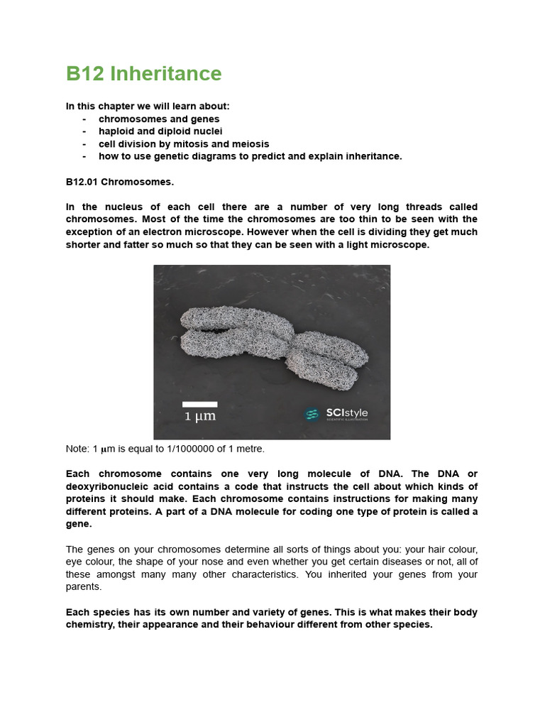 B12 Inheritance - Updated 2023 | PDF | Dominance (Genetics) | Zygosity