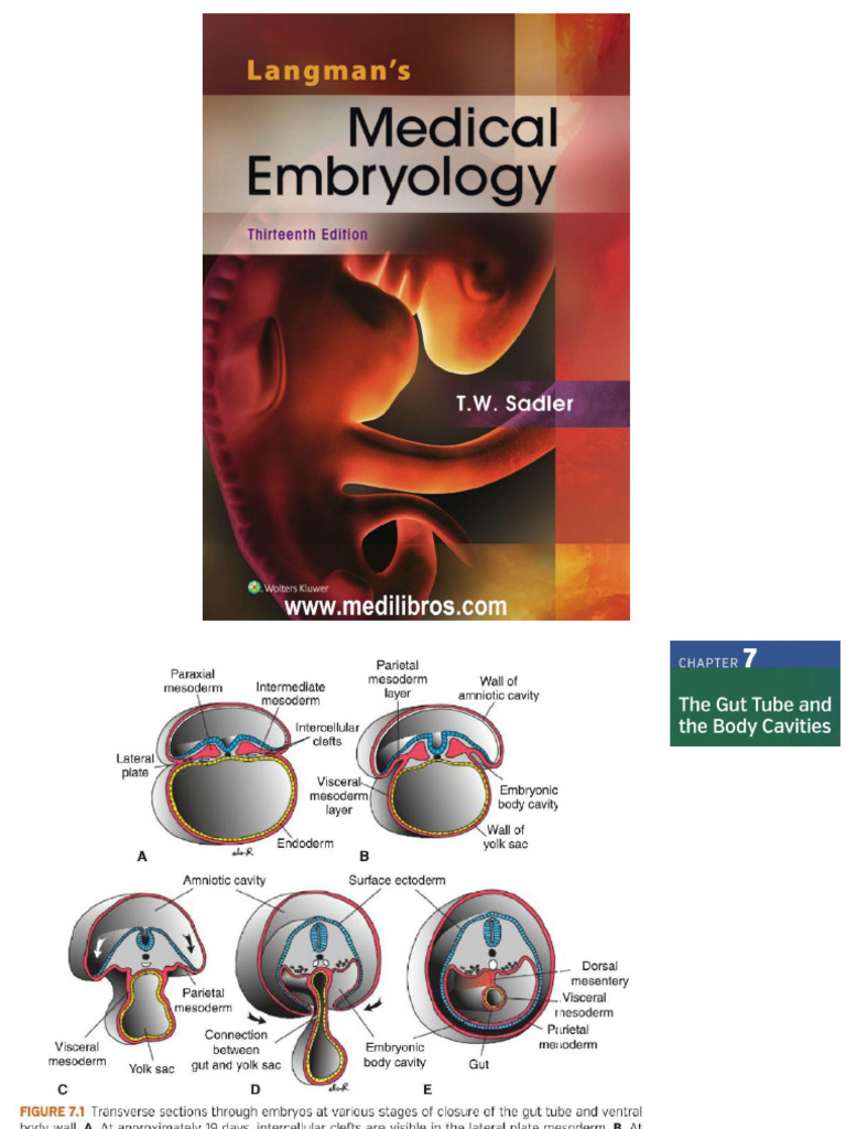 Embryology of GI, Respiratory, Face, Body Cavities - Langman | PDF