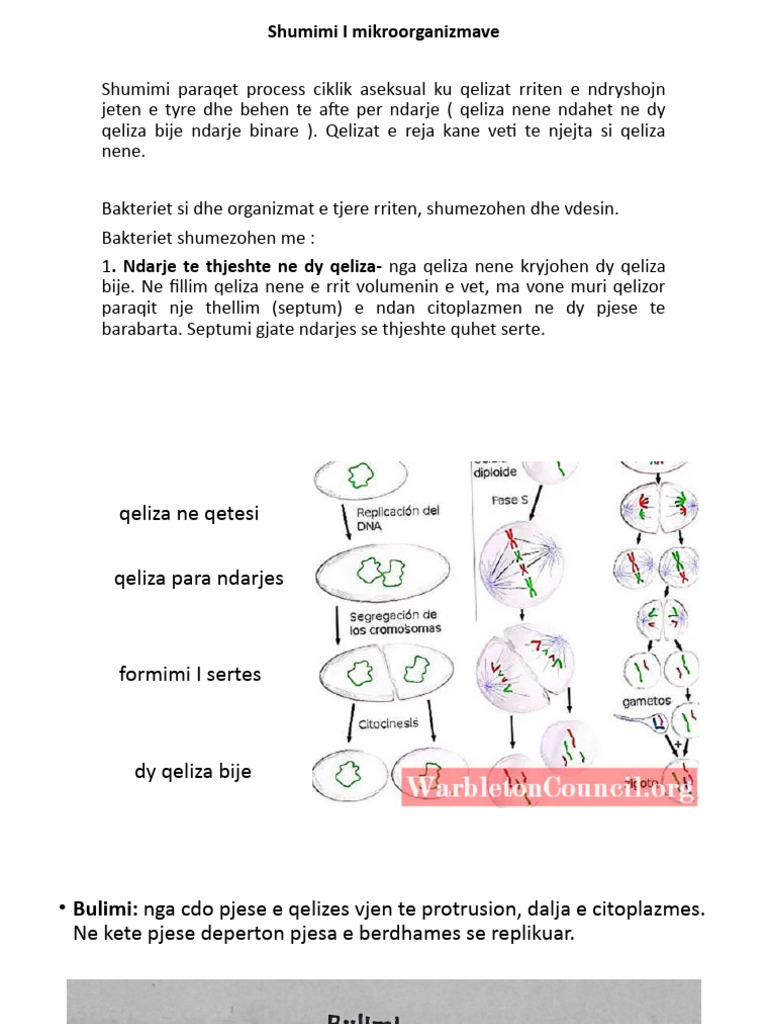 Shumimi I Mikroorganizmave | PDF