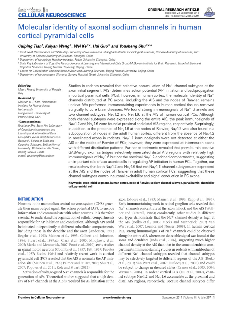 Molecular Identity of Axonal Sodium Channels | PDF | Axon | Cerebral Cortex