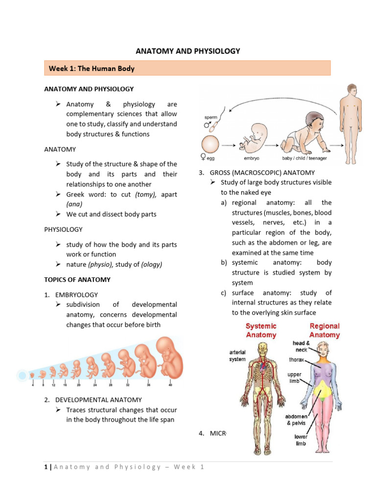 Anatomy and Physiology Overview | PDF