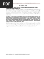 Morfología de Frutos: Silicua y Cipsela | PDF | Fruta | Morfología Vegetal