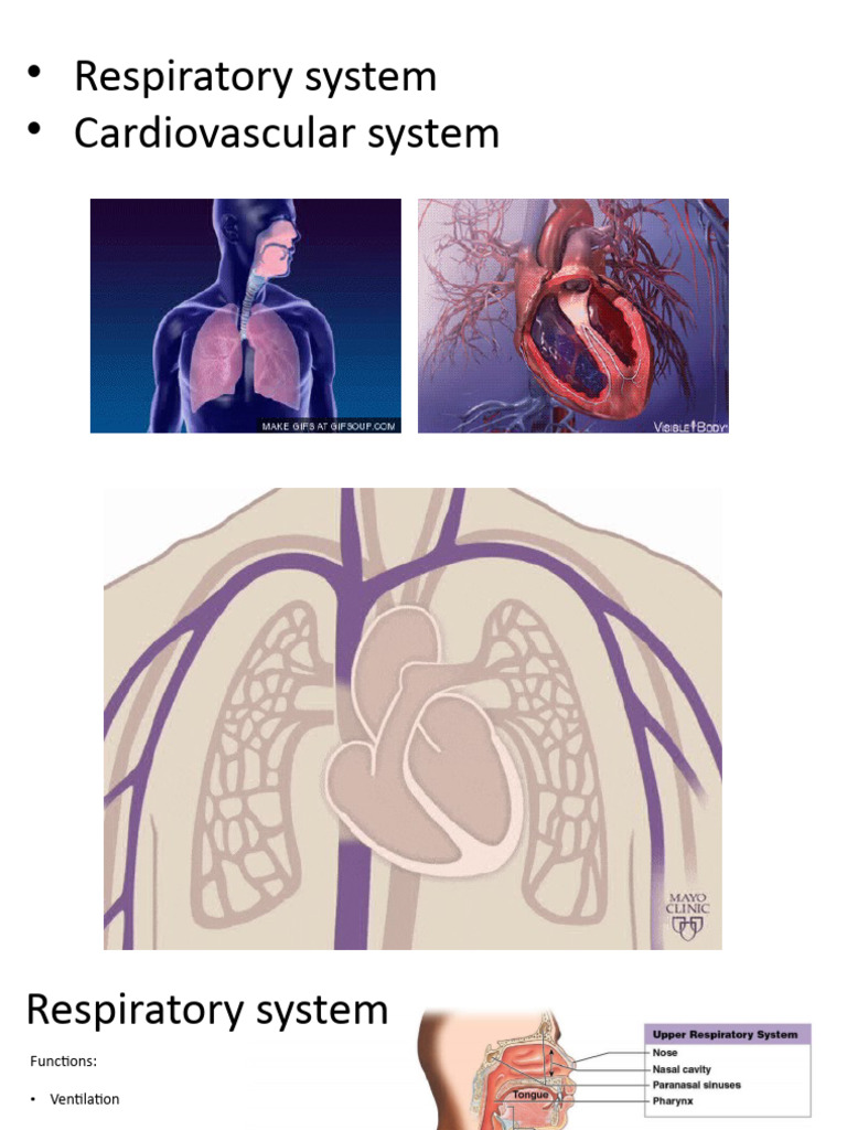 Respiratory and Cardiovascular System | PDF | Cooking, Food & Wine