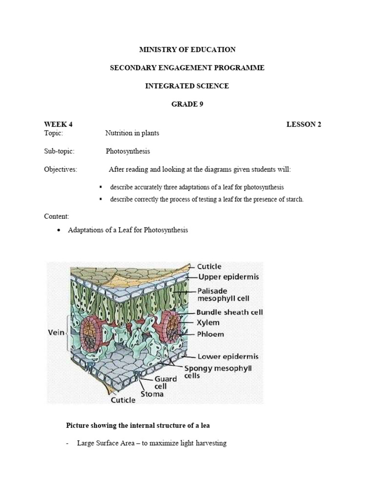Leaf Adaptations for Photosynthesis | PDF | Leaf | Photosynthesis