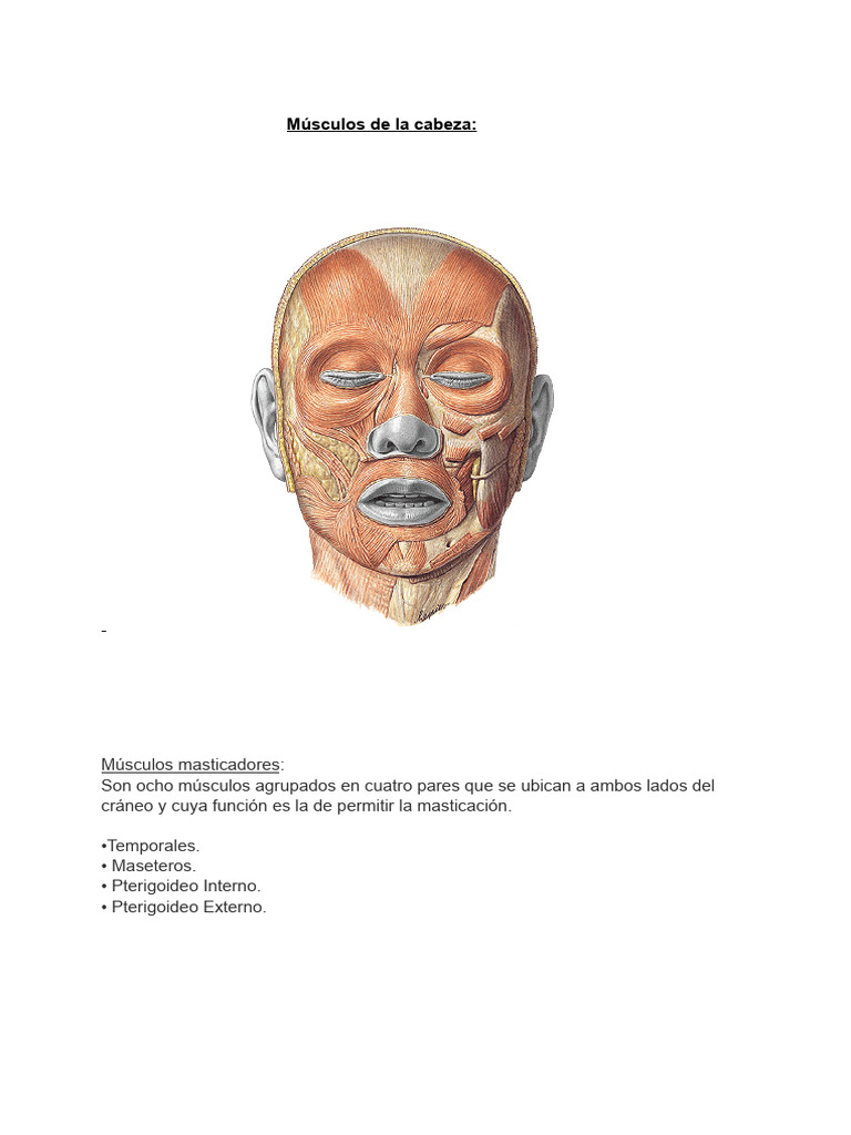 Bioscopia Musculos | PDF | Cara | Anatomía humana