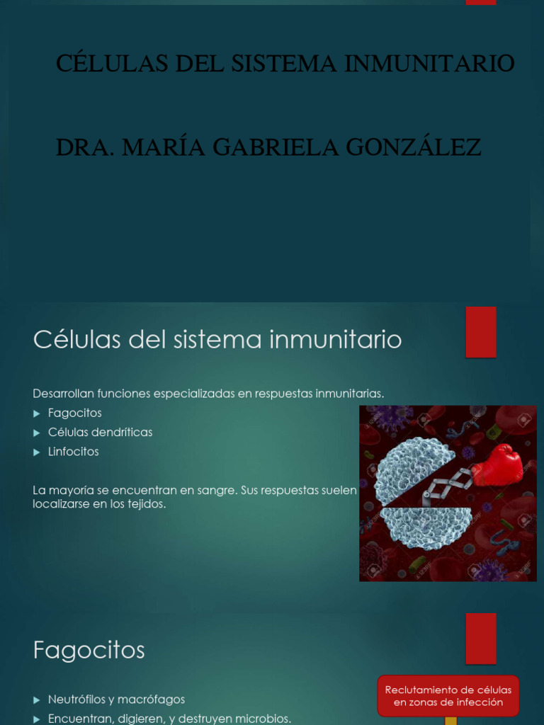 Celulas Del Sistema Inmunitario | PDF | Linfocitos | Sistema inmune