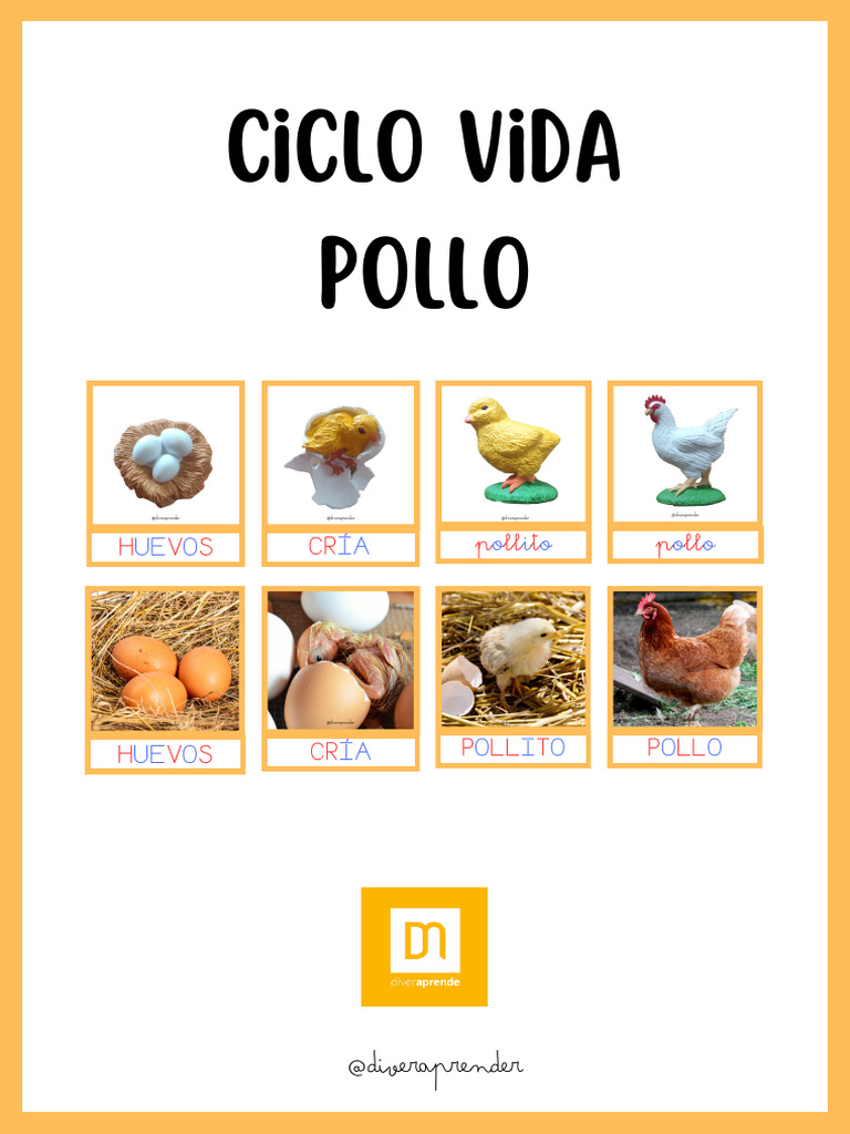 Ciclo Vida Pollo | PDF
