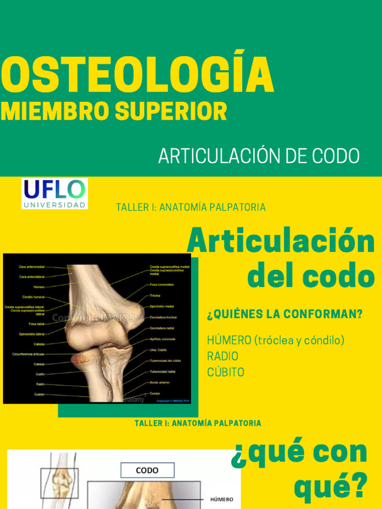Anatomía del Codo: Tróclea y Cóndilo | PDF | Codo | Sistema esquelético