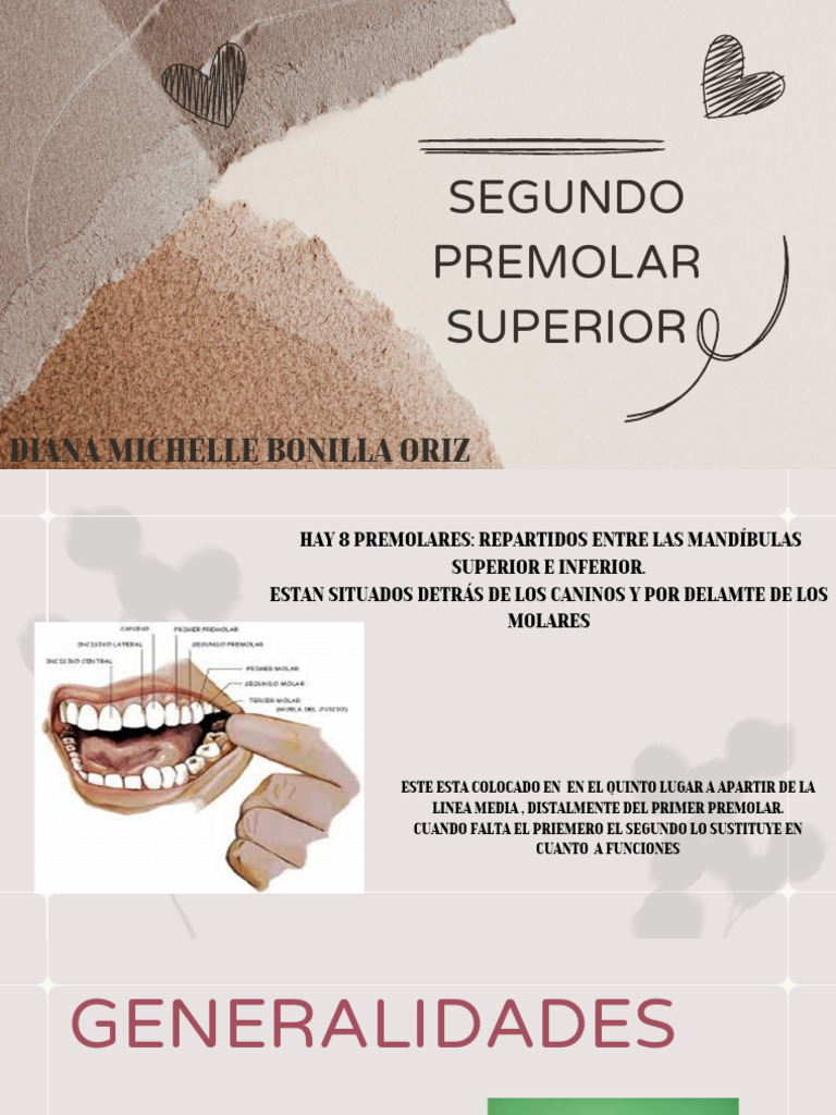 Segundo Premolar Superior | PDF