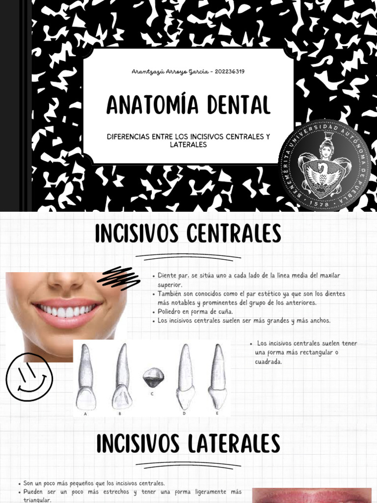 ANAT. EST. Diferencias Insicivos C. y L.-AAG | PDF