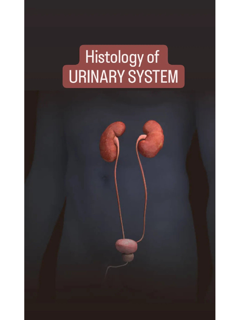 Urinogenital System | PDF