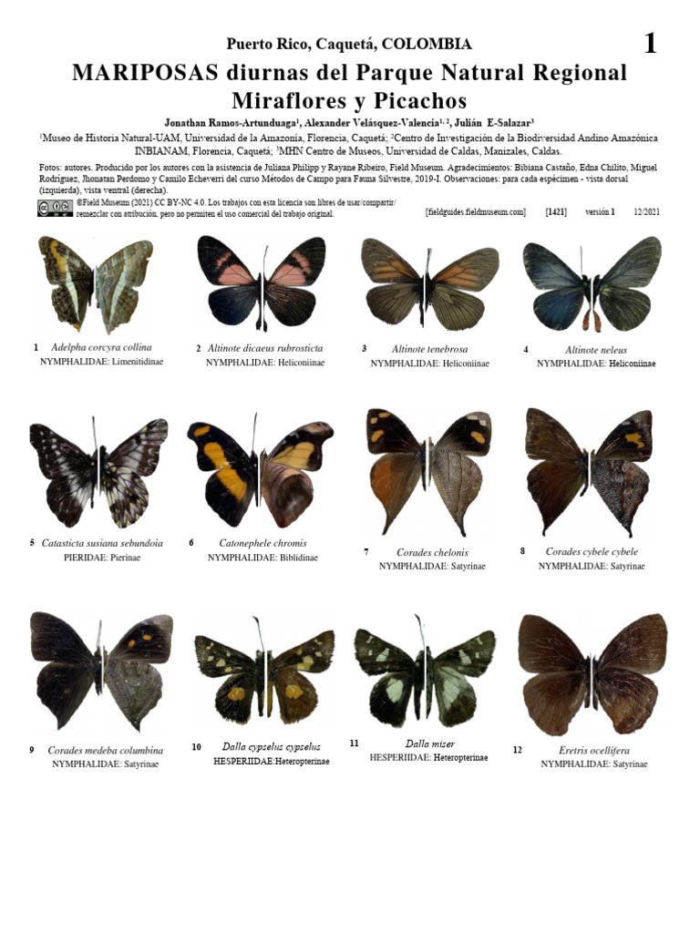 1421 Colombia Butterflies of Miraflores Picachos Park | PDF