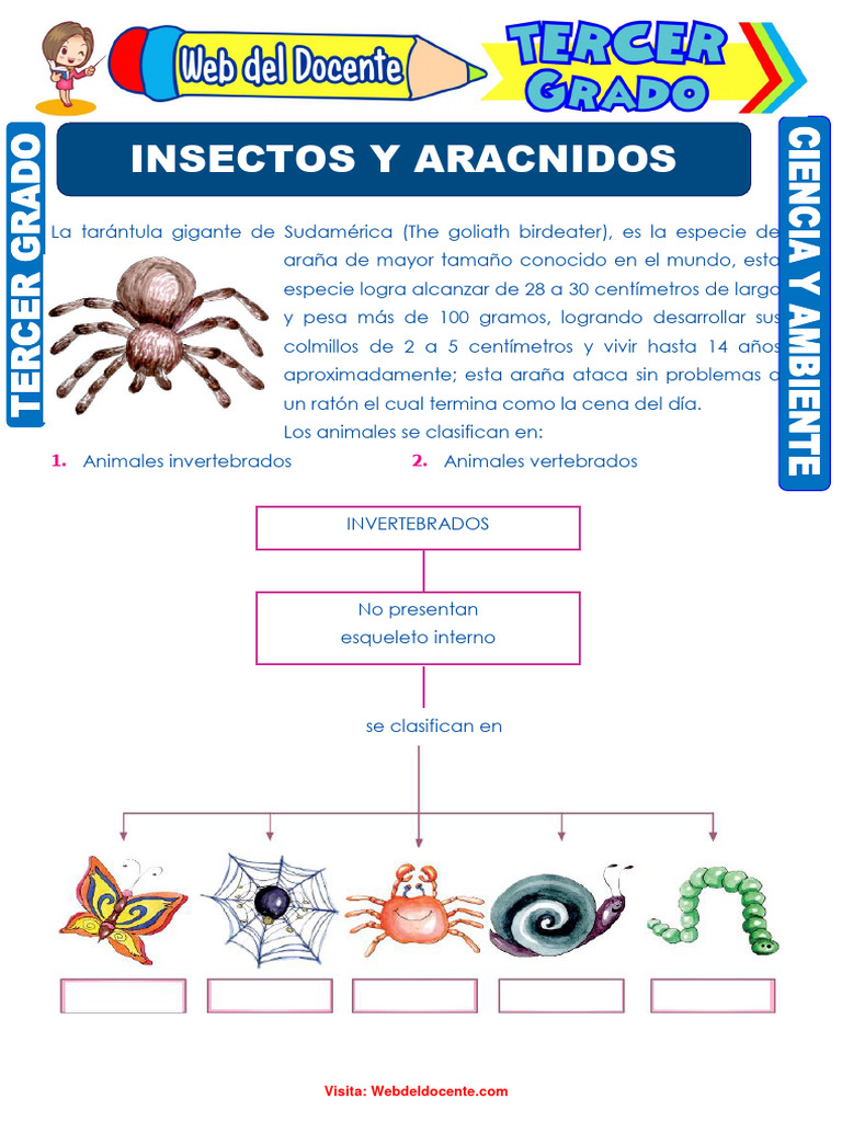 Los Insectos | PDF | Insectos | Araña