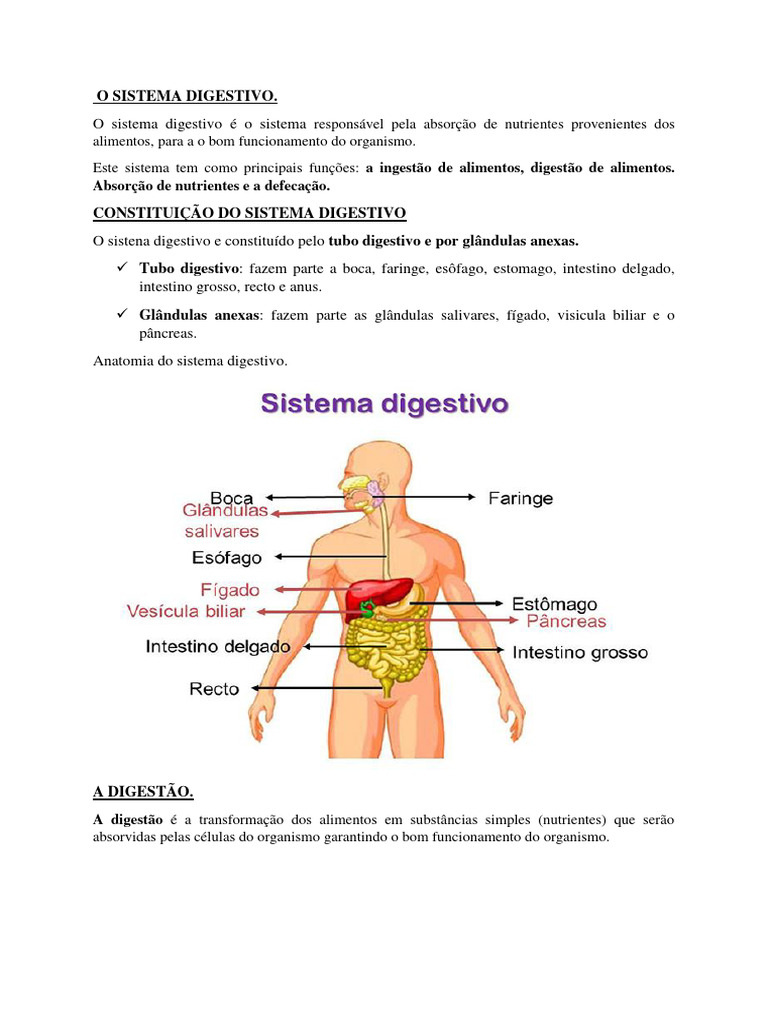 O Sistema Digestivo | PDF | Digestão | Sistema digestivo humano