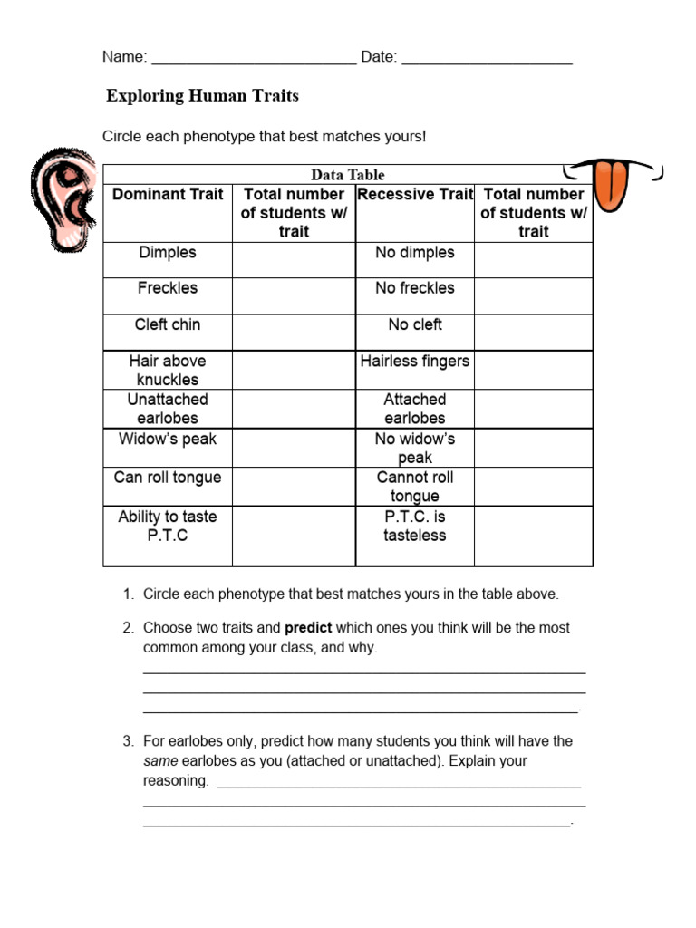 Exploring Human Traits | PDF | Dominance (Genetics) | Phenotypic Trait
