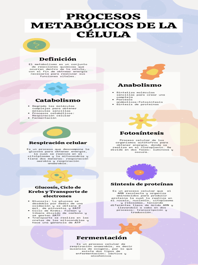 Procesos metabólicos de la célula | PDF | Respiración celular | Metabolismo