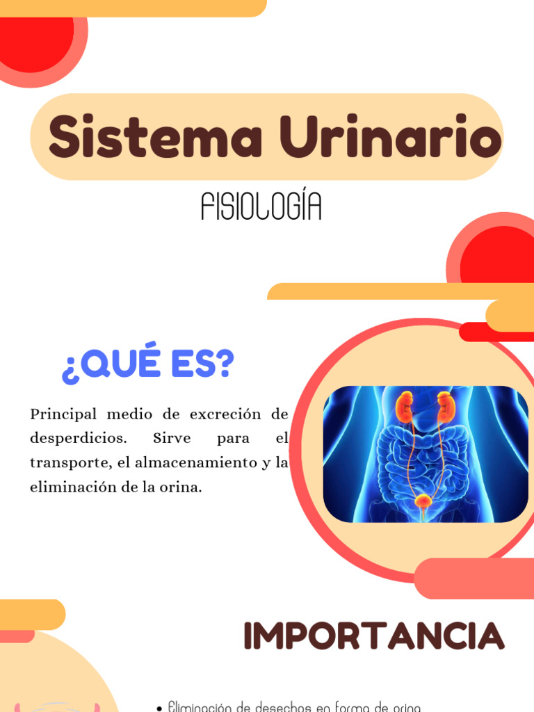 Sistema Urinario | PDF