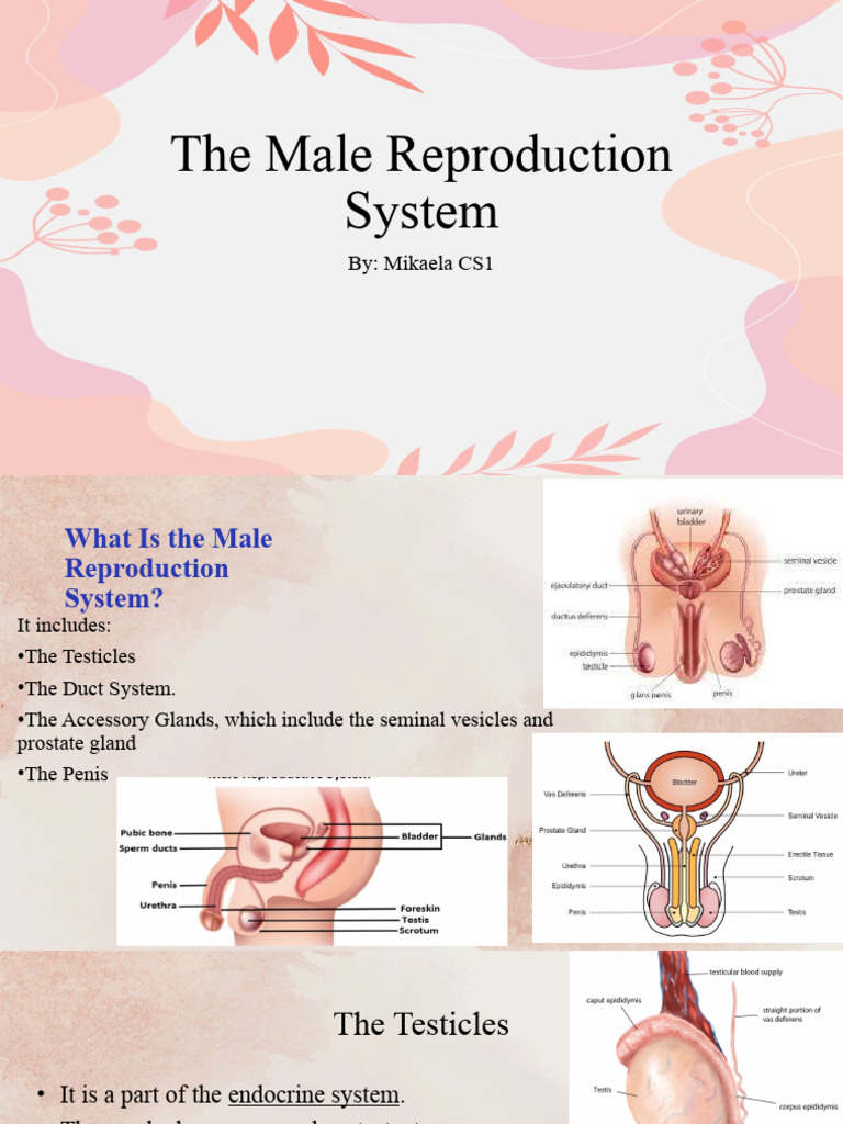 The Male Reproduction System - Biology | PDF