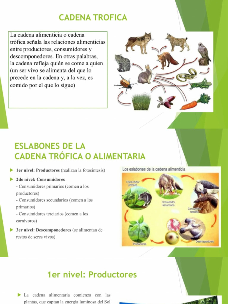 Cadena Trofica | PDF