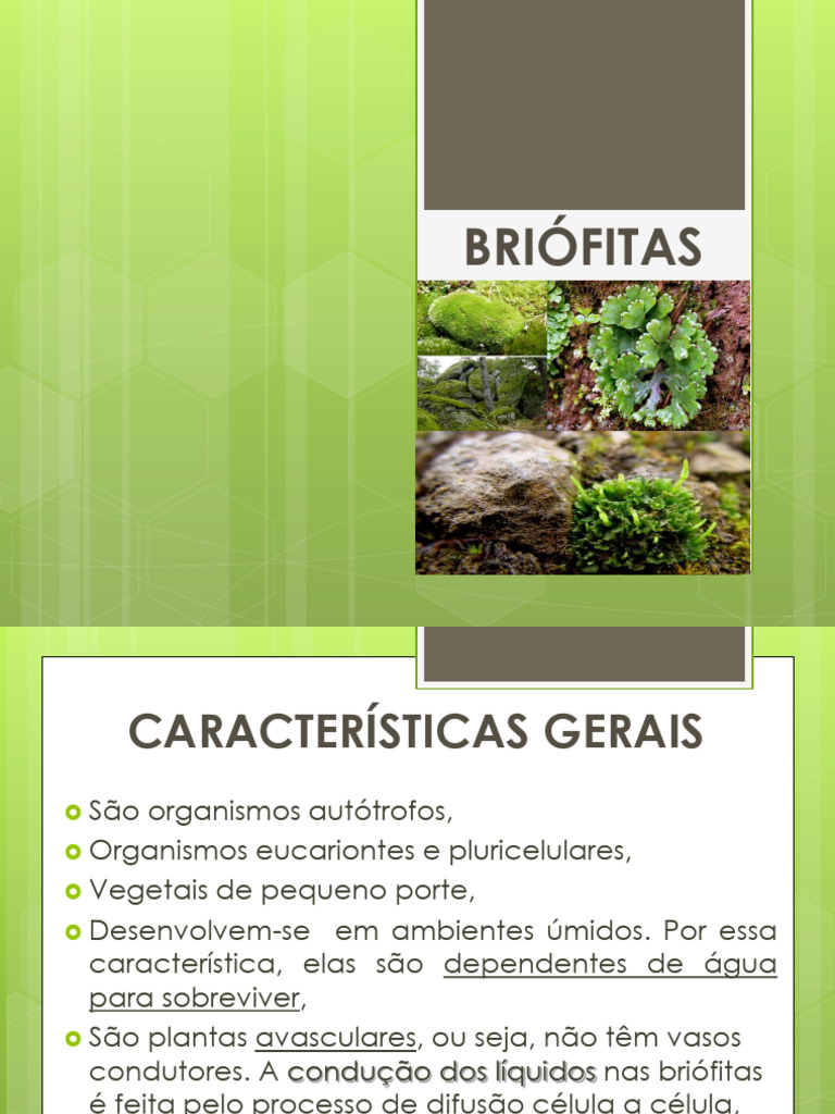 BRIÓFITAS | PDF