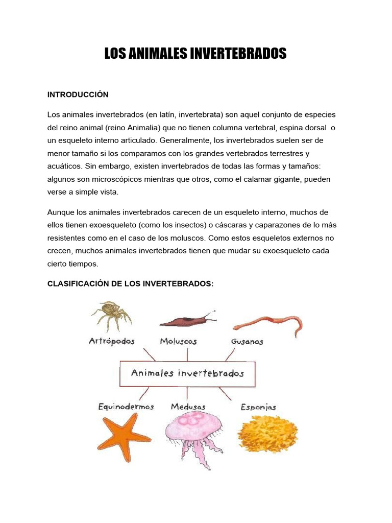Los Animales Invertebrados | PDF | Esponja | Biología